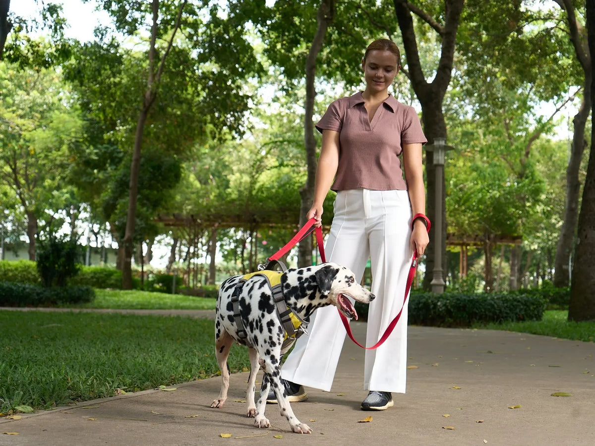 Auto-Brake Leash vs. Traditional Leash: Pros and Cons – FIDA Pet