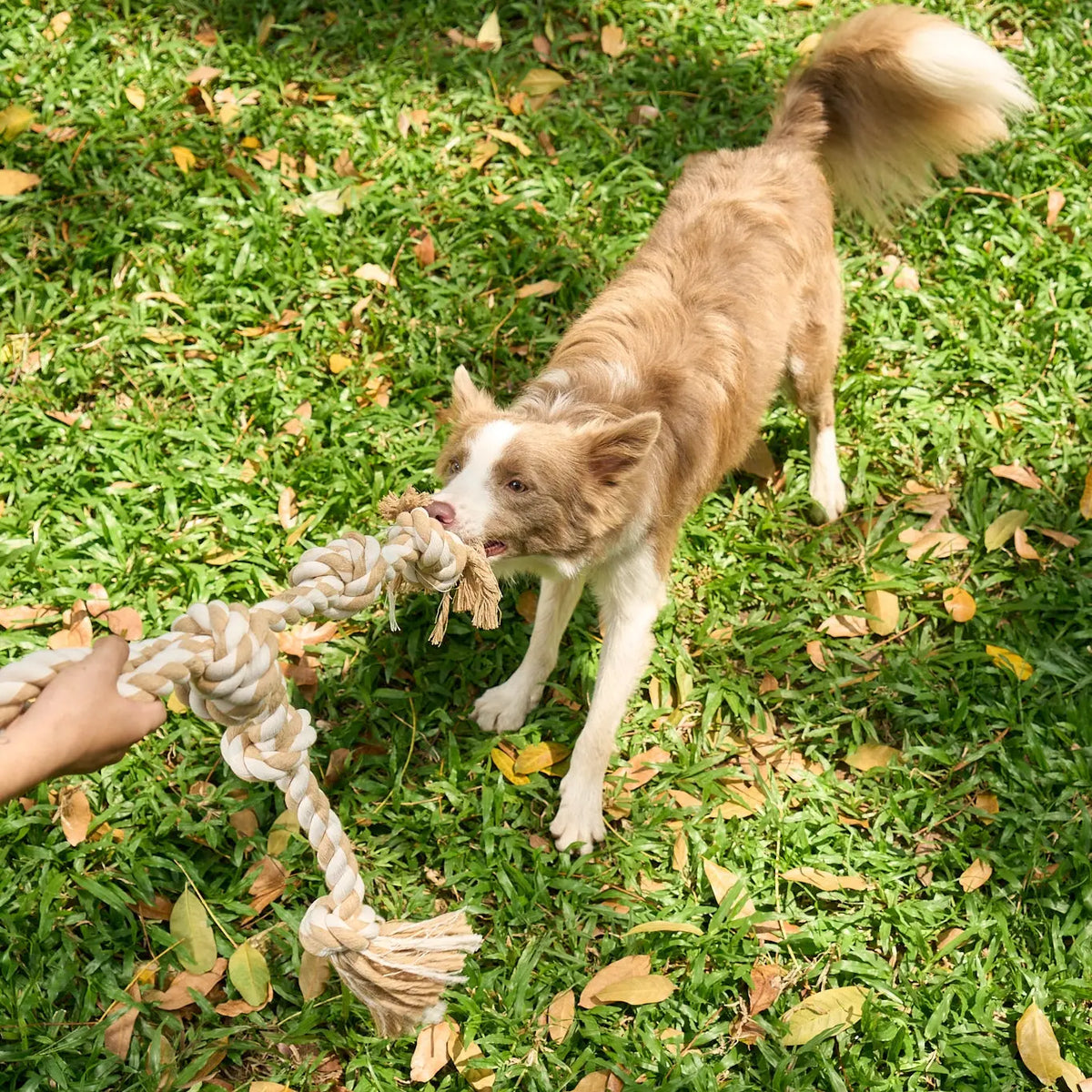Heatwave Survival Guide: Protecting Paws on Scorching Pavement – FIDA Pet