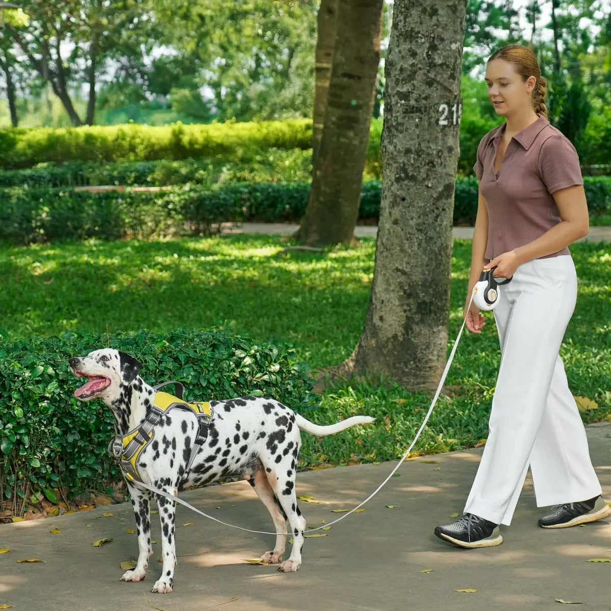 Why Do Dogs Pull? The Science Behind Leash Reactivity – FIDA Pet