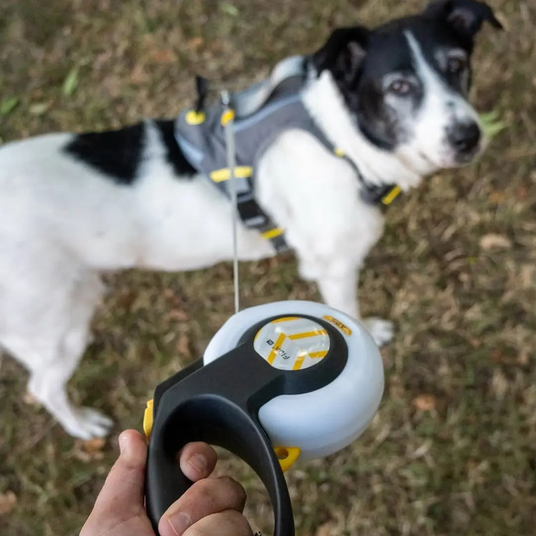 The Psychology of the Walk: How Routine Builds Trust and Confidence – FIDA Pet