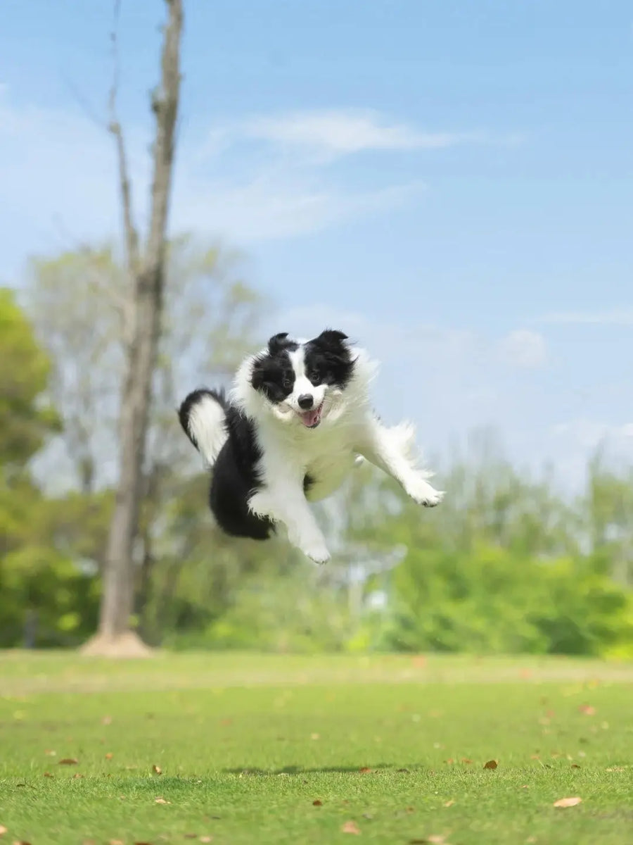 Summer Heat & Paws: How to Protect Your Dog’s Feet on Hot Pavement ...